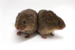 Anna Fagotti, la nuova primaria di Ginecologia oncologica del Gemelli ...